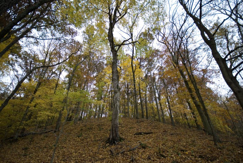 Fall Forest stock image. Image of branch, fall, sticks - 7025627