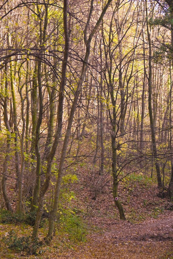 Fall in forest stock image. Image of landscape, outdoor - 7028463