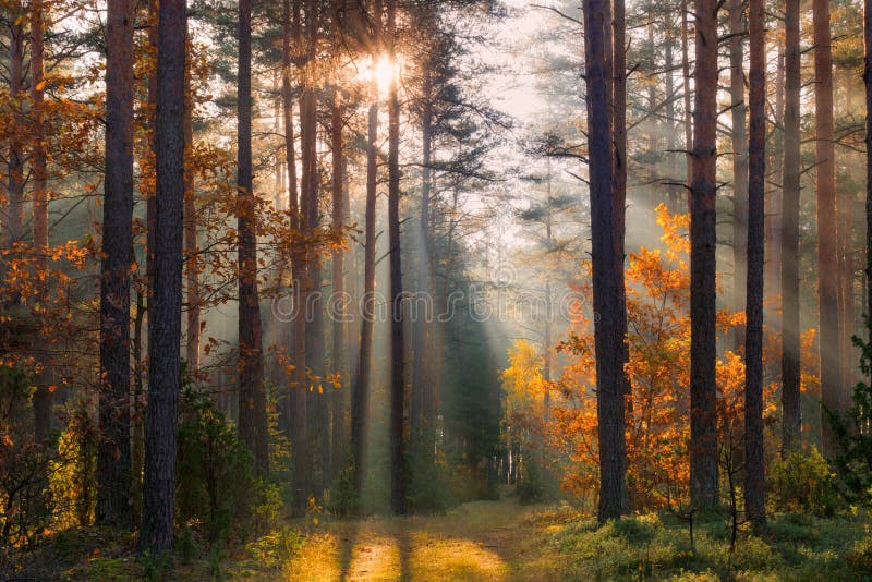 Fall. Forest. Forest with Sunlight. Path in Forest. Fall Scenery ...