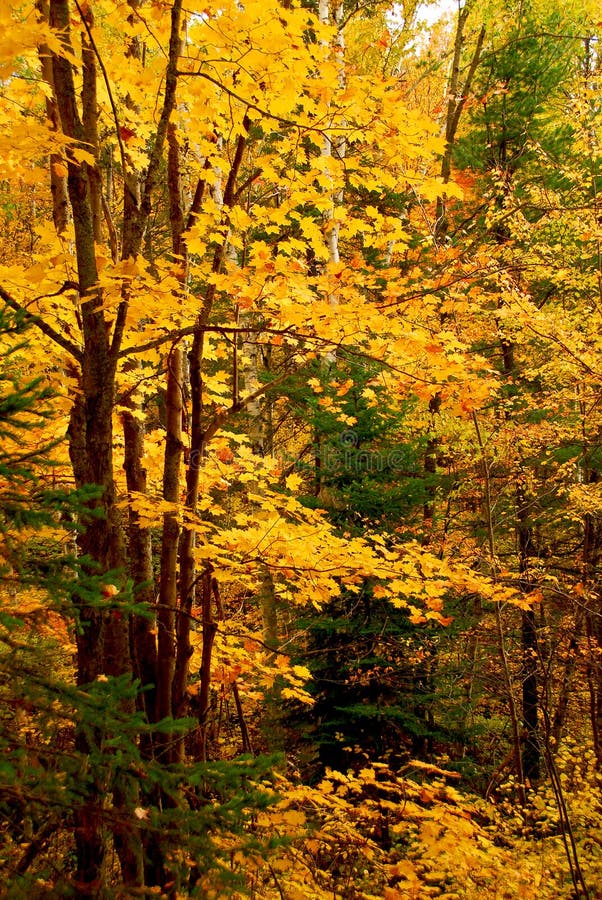 Autumn Forest Western NC Fall Foliage Trees Scenic Nature Photography ...