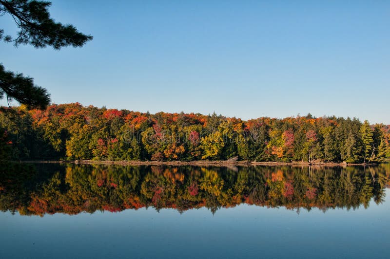 Fall Forest stock photo. Image of haliburton, color, canada - 45385796