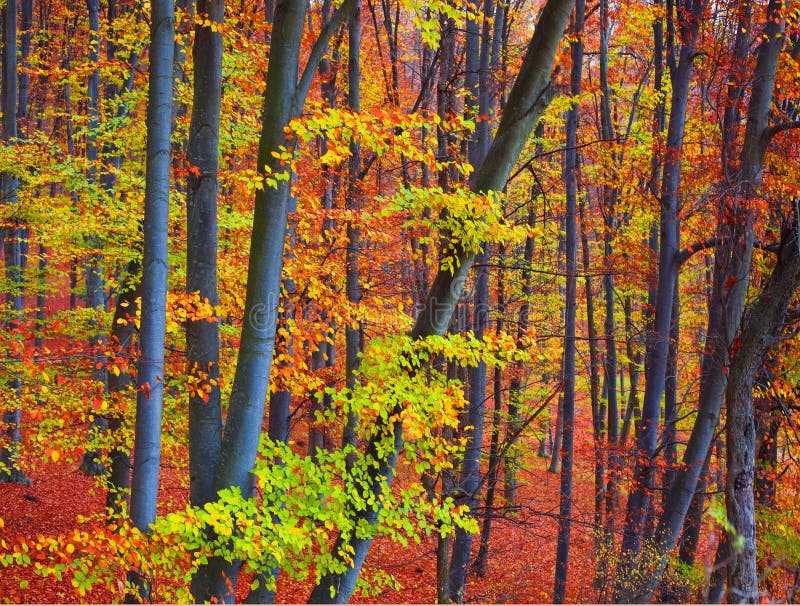 Fall forest colors stock photo. Image of trees, leaf, bright - 7107408