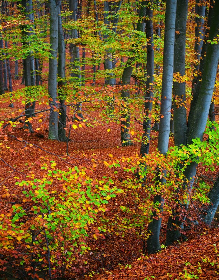 Fall forest colors stock image. Image of foliage, nature - 7107113