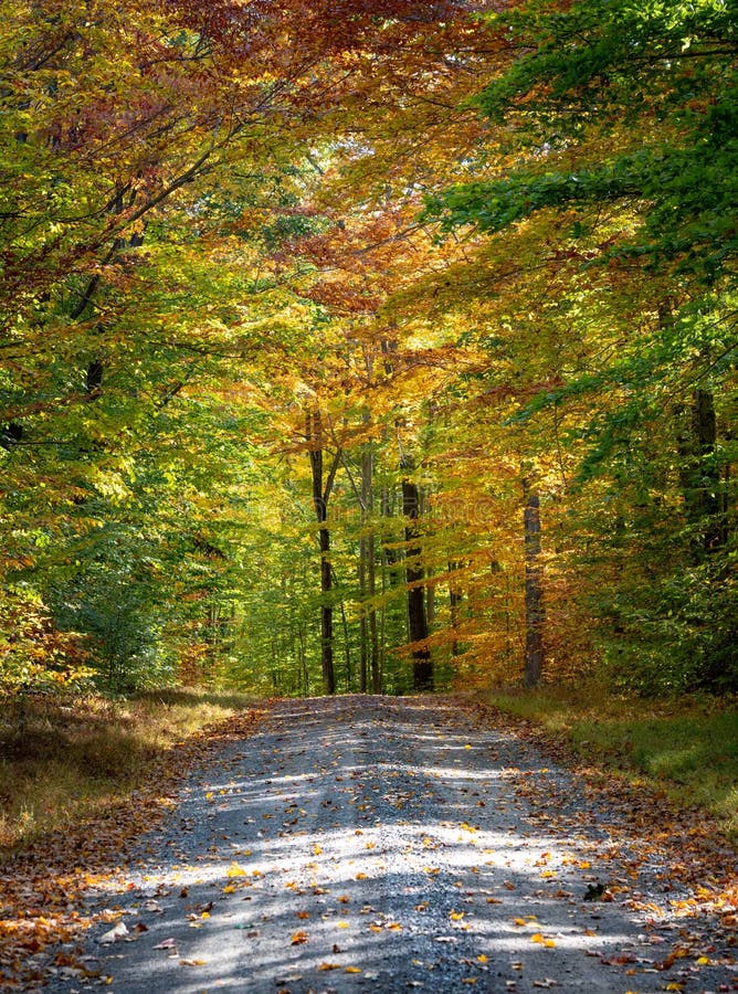 Fall Forest Colors stock image. Image of environment - 213046757