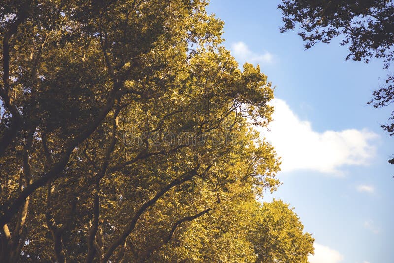 Fall Forest. Crowns of Trees with Yellow Leafs. Autumn Concept ...