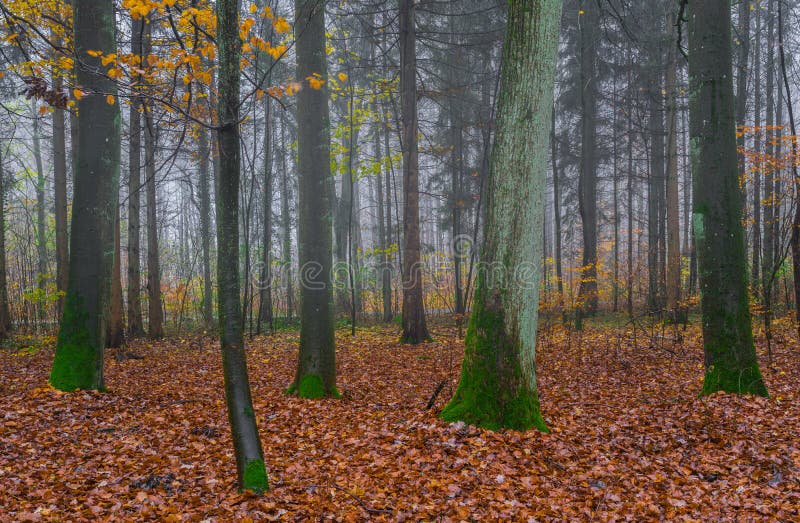 Fall Forest of Deciduous Trees Stock Image - Image of landscape ...