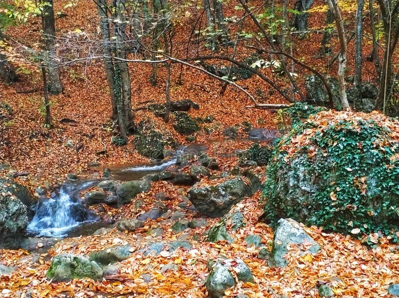 Fall forest stock image. Image of forest, fall, autumn - 135922263