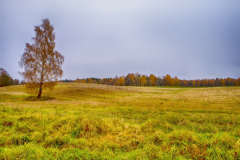 Fall Forest and Golden Fields with Lonely Tree Stock Image - Image of ...