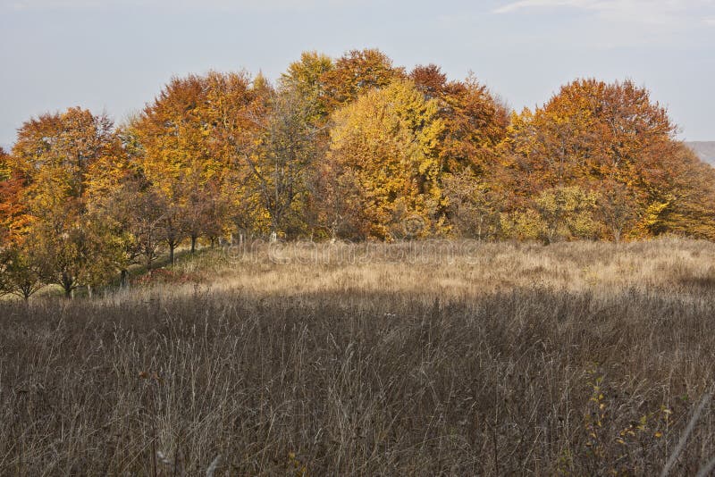 Fall Forest On Hill Picture. Image: 17588338