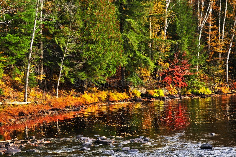 Fall forest stock photo. Image of autumn, fallen, hike - 2018194