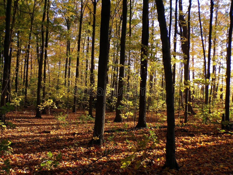 Fall Forest Landscape stock image. Image of park, season - 260385035