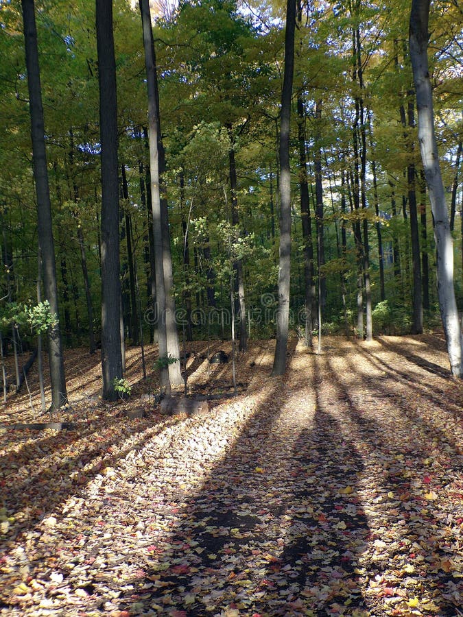 Fall Forest Landscape stock image. Image of park, shadow - 260385581