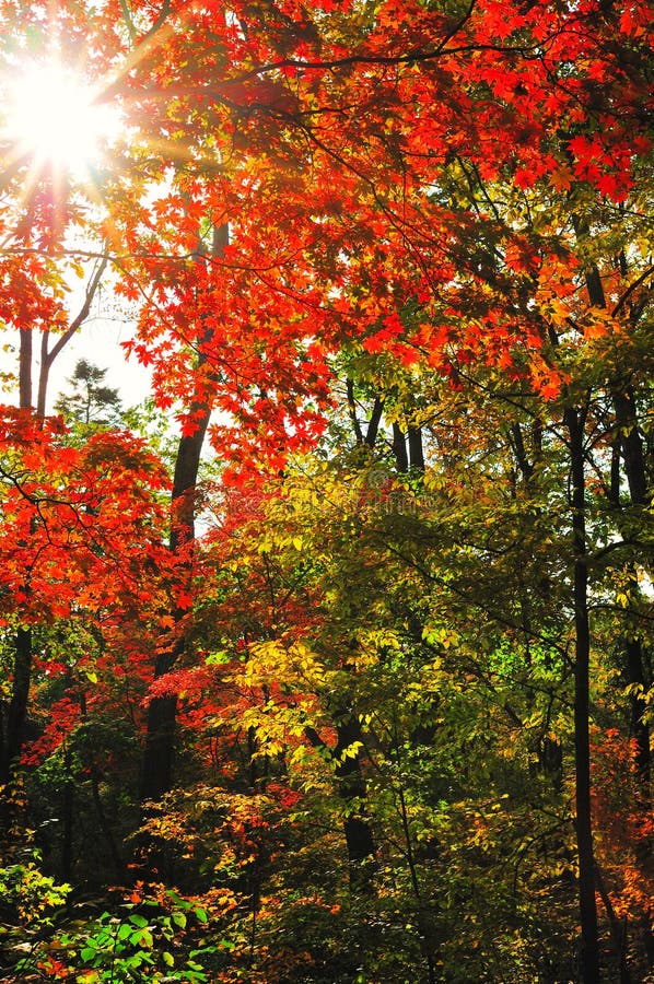 Fall Forest Stream in Russian Primorye Stock Photo - Image of autumn ...