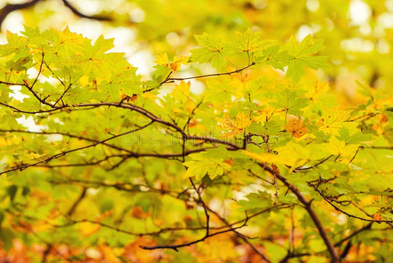 Fall forest leafs stock image. Image of details, leafs - 27123953