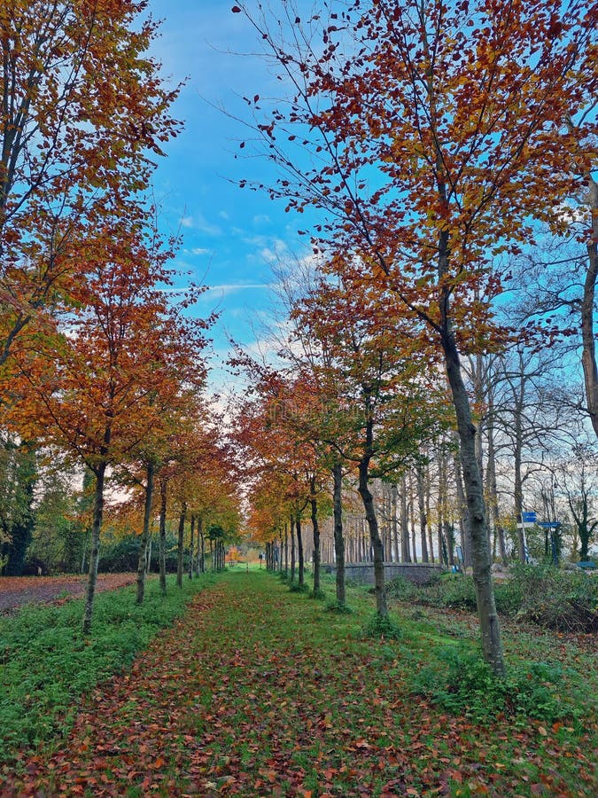Fall in the Forest in the Netherlands Stock Image - Image of woodland ...