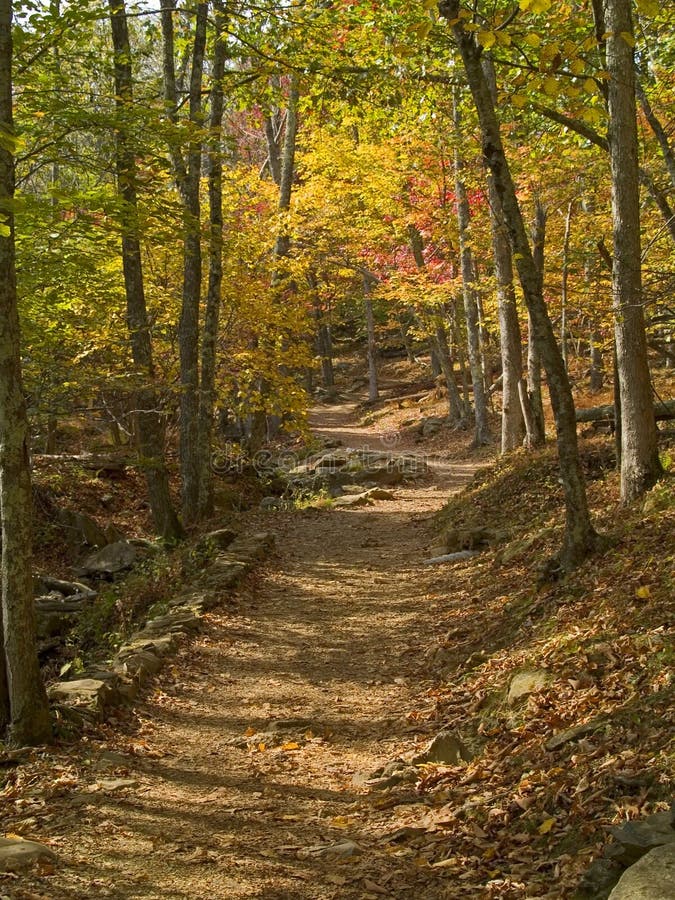 Fall Forest Path stock photo. Image of skyline, fall, colors - 3696394