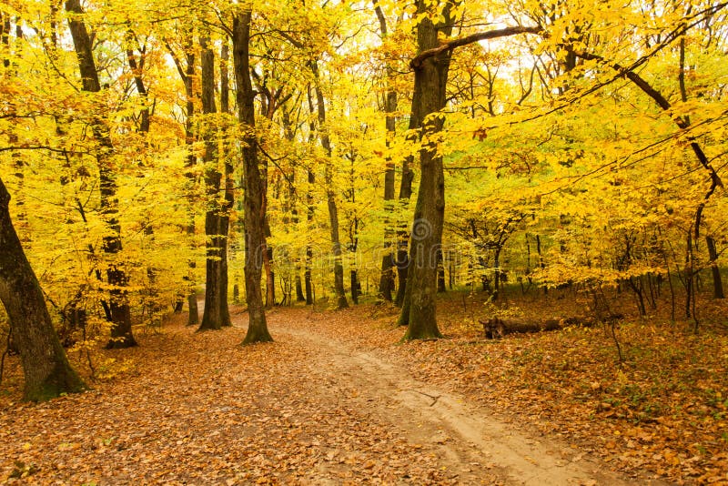 Path in autumn forest stock photo. Image of fall, path - 16766256