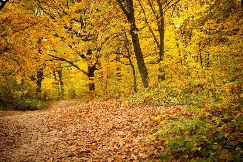Fall forest stock photo. Image of beautiful, beauty, autumn - 35383380