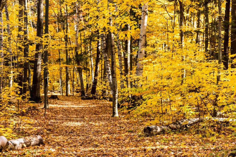 Fall forest path. stock photo. Image of park, outdoors - 80764692