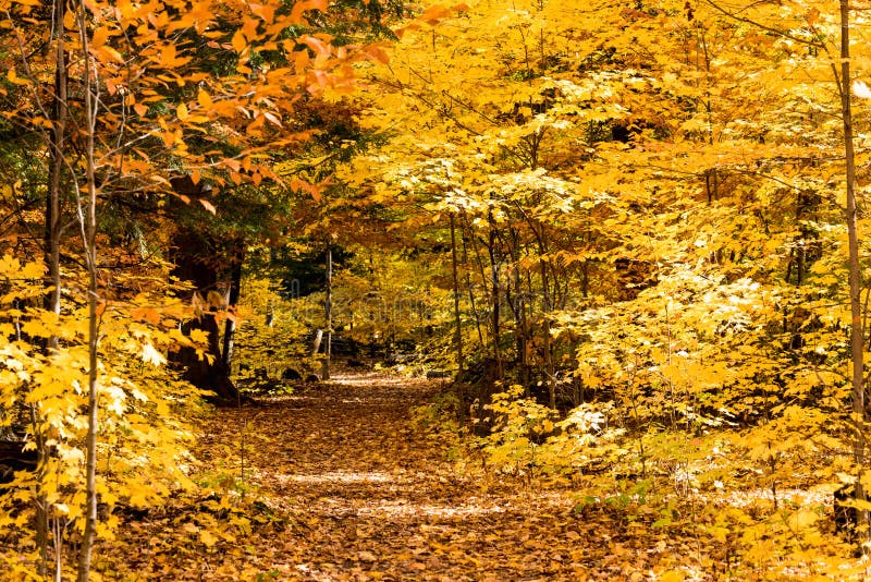 Fall forest path. stock photo. Image of leaves, vivid - 80765024