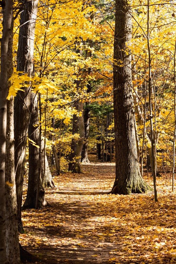 Fall forest path. stock image. Image of vibrant, sunlight - 80764205