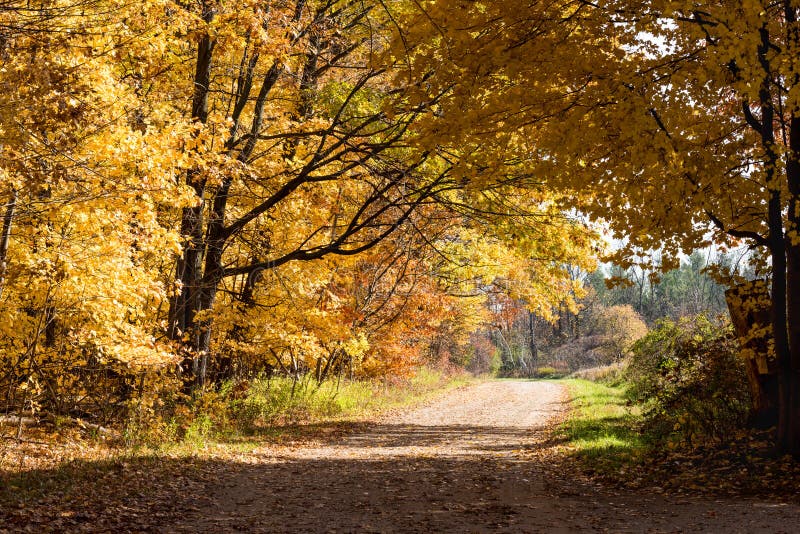 Fall forest path. stock image. Image of bright, vibrant - 80766701