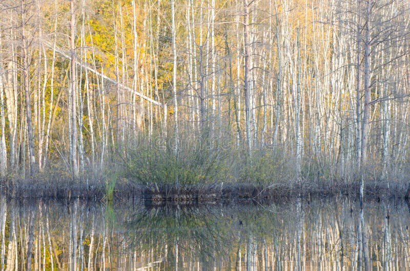 Fall forest reflection stock photo. Image of tree, autumnal - 45475100