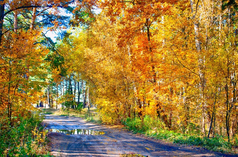 Fall Forest Road after Rain. Stock Image - Image of tree, orange: 125848831