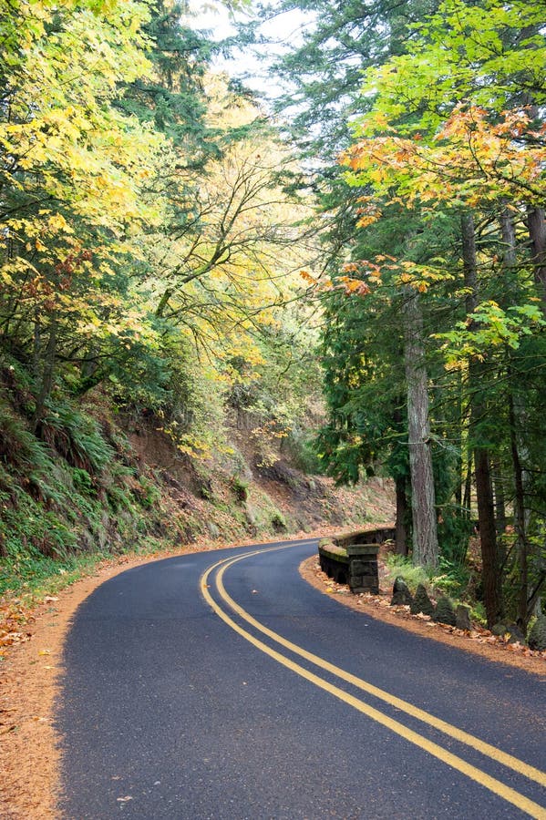 Fall Forest Road stock photo. Image of lane, forest, oregon - 49033546