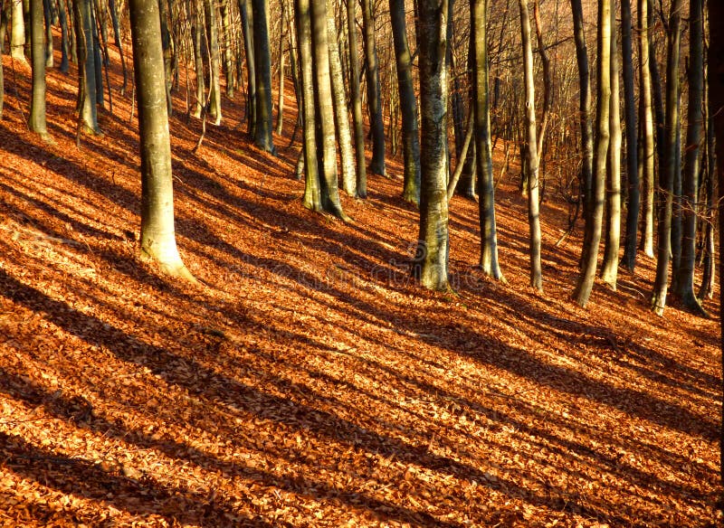 Fall forest sadows stock image. Image of scenery, fall - 139435961