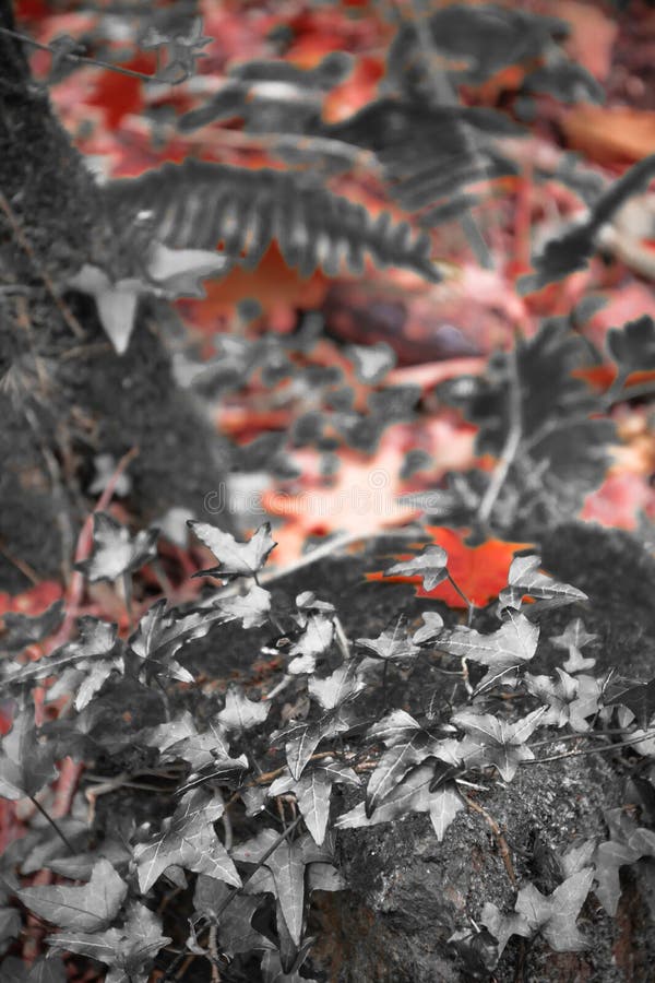 Fall Forest Scenery in Red Selective Color with Ivy and Maple Oak Tree ...