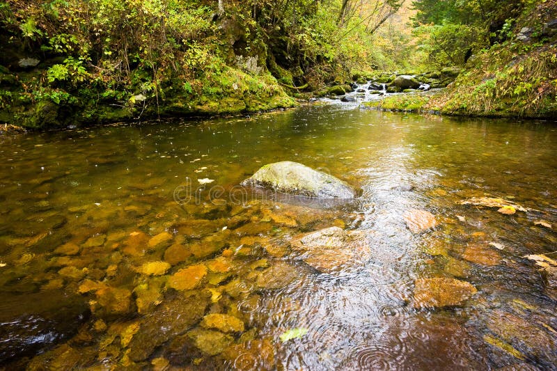 Fall Forest Stream in Russian Primorye Stock Photo - Image of autumn ...