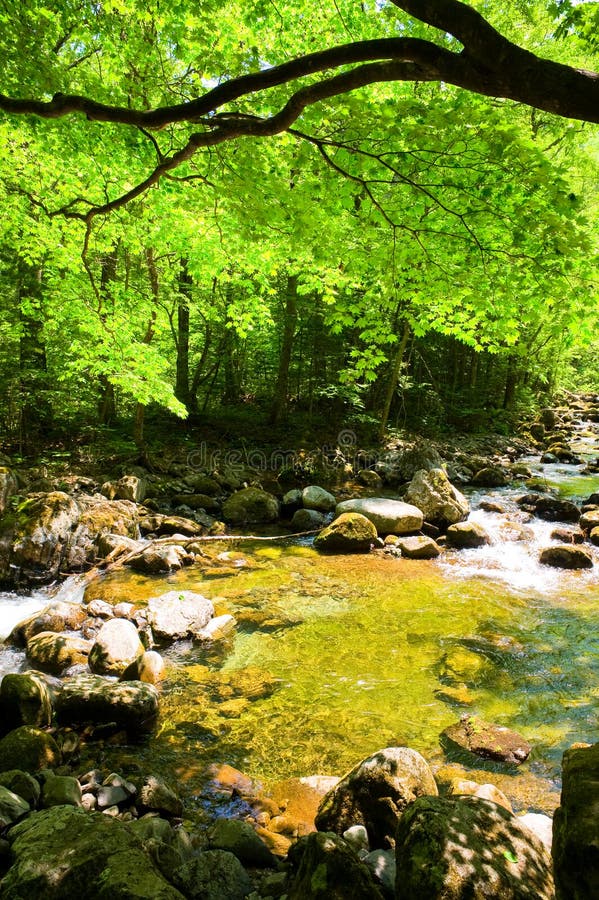 Spring Stream in Deep Forest Stock Photo - Image of morning, nature ...