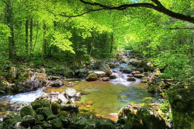 Fall Forest Stream Smolny in Russian Primorye Reserve Stock Image ...