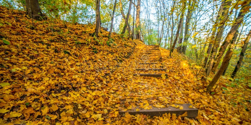 Fall forest, trail stairs stock photo. Image of fall - 142884788
