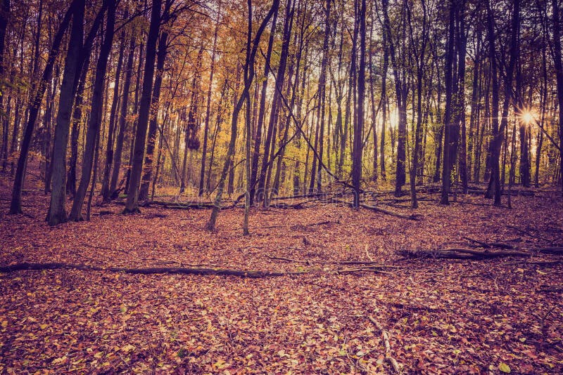 Fall Forest in Vintage Colors Stock Image - Image of park, beautiful ...