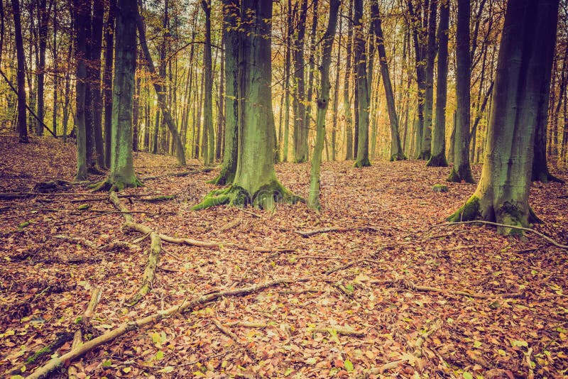 Fall Forest in Vintage Colors Stock Image - Image of forest, green ...