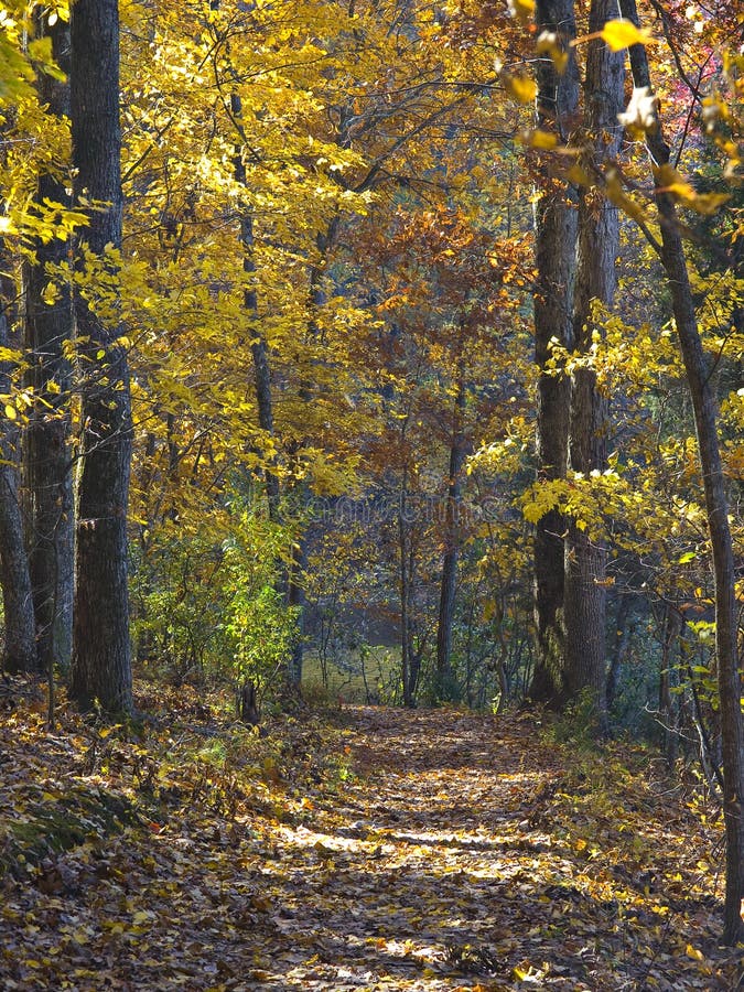Autumn Pathway stock image. Image of mythical, forest - 6552151