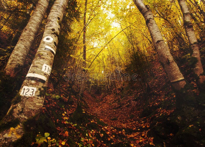Fall forest wallpaper stock image. Image of fogy, autumn - 21643153