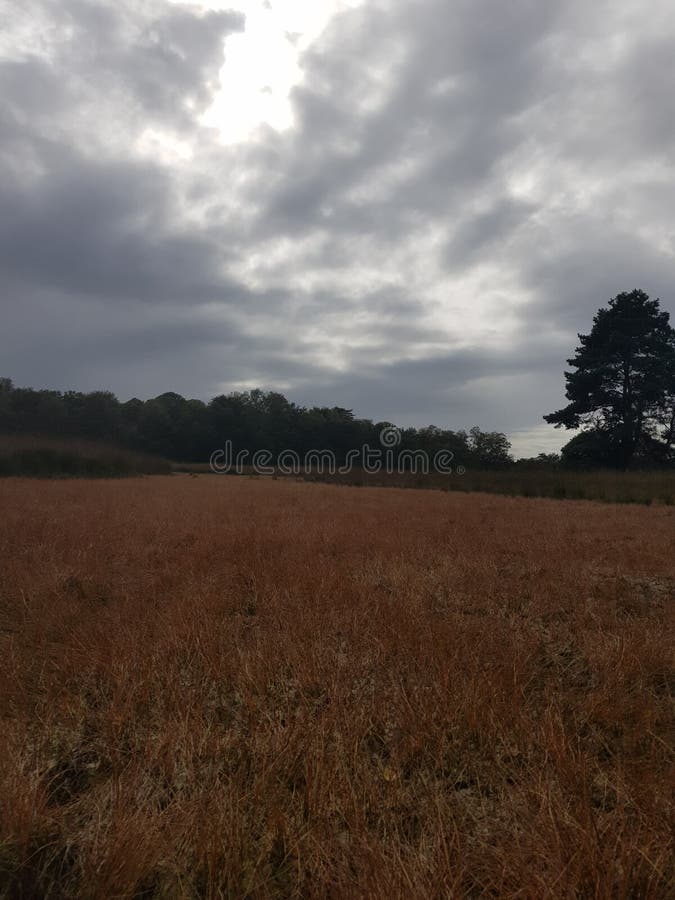 Forrest stock photo. Image of netherlands, grass, fall - 158979254