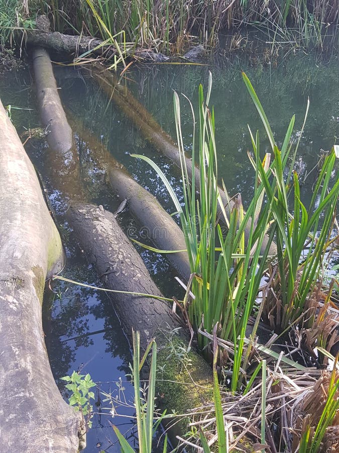 Trees stock image. Image of netherlands, water, forrest - 158979263