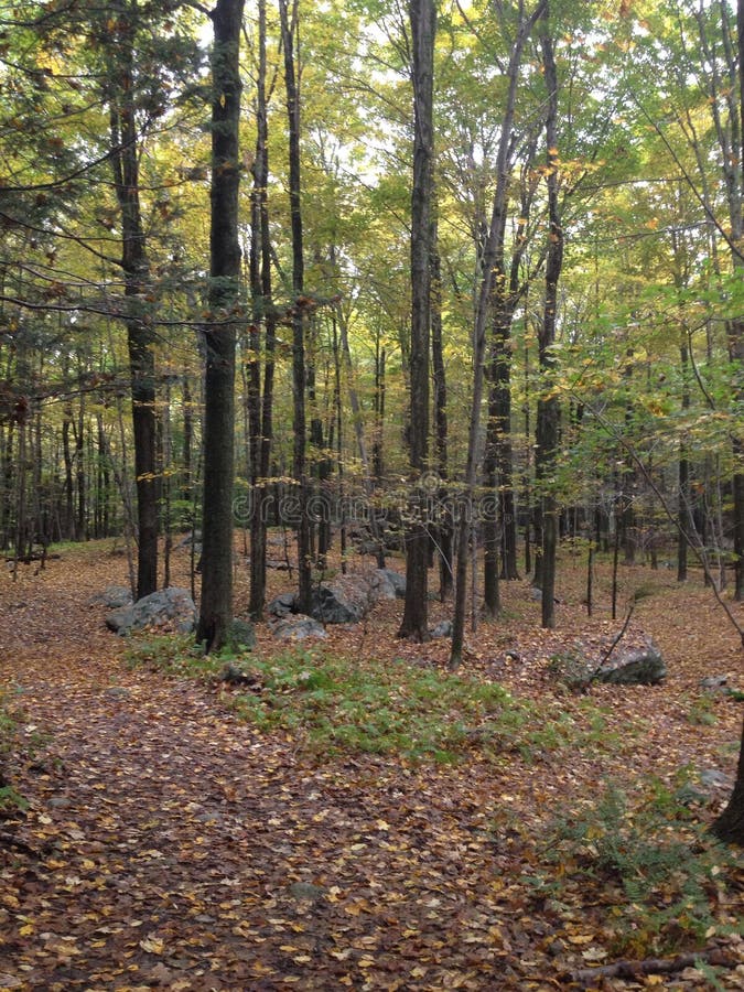Fall Forrest stock photo. Image of woods, trees, fall - 48841838