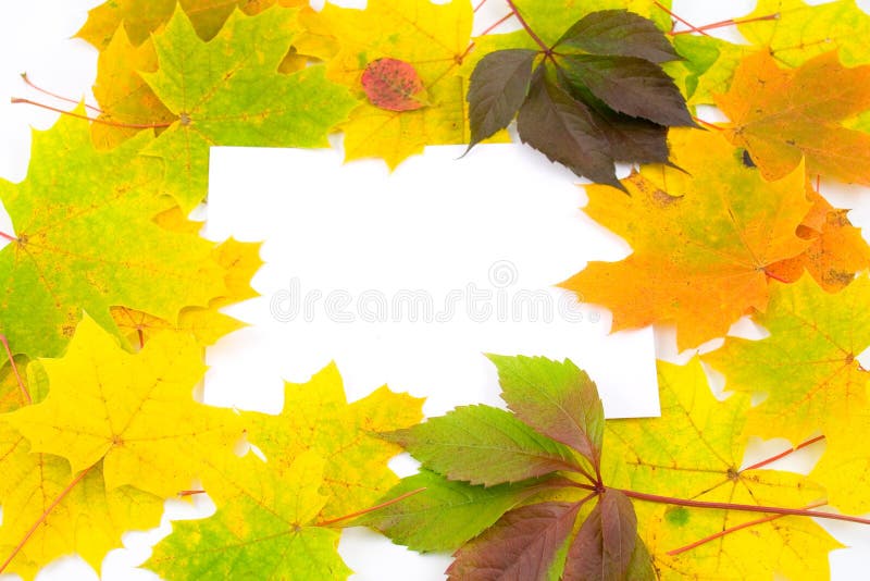 Fall frame stock photo. Image of forest, fall, decorate - 10755728