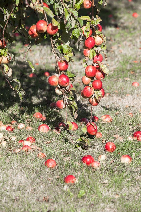 Fall Fruits stock image. Image of natural, grass, rural - 44927671