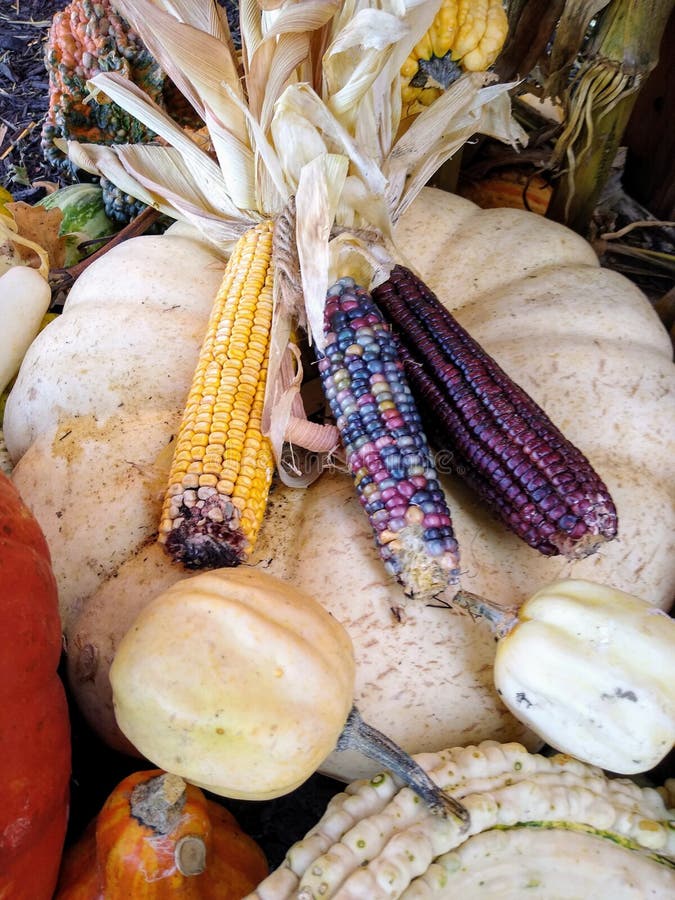 Fall Fun and Festive stock image. Image of corn, fall - 163127765