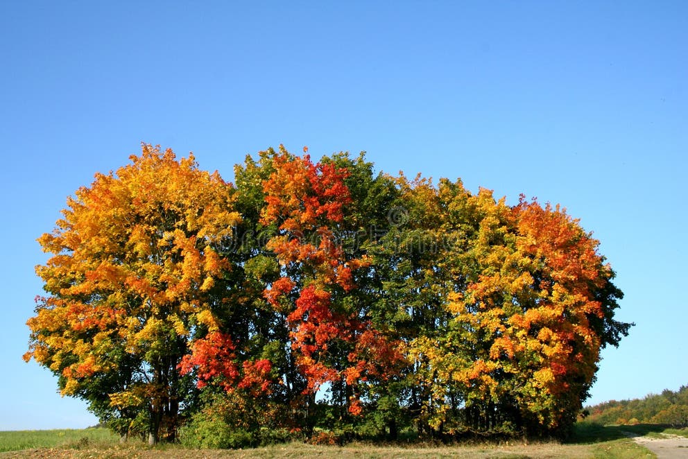 Fall in Germany stock photo. Image of brown, countryside - 1148904