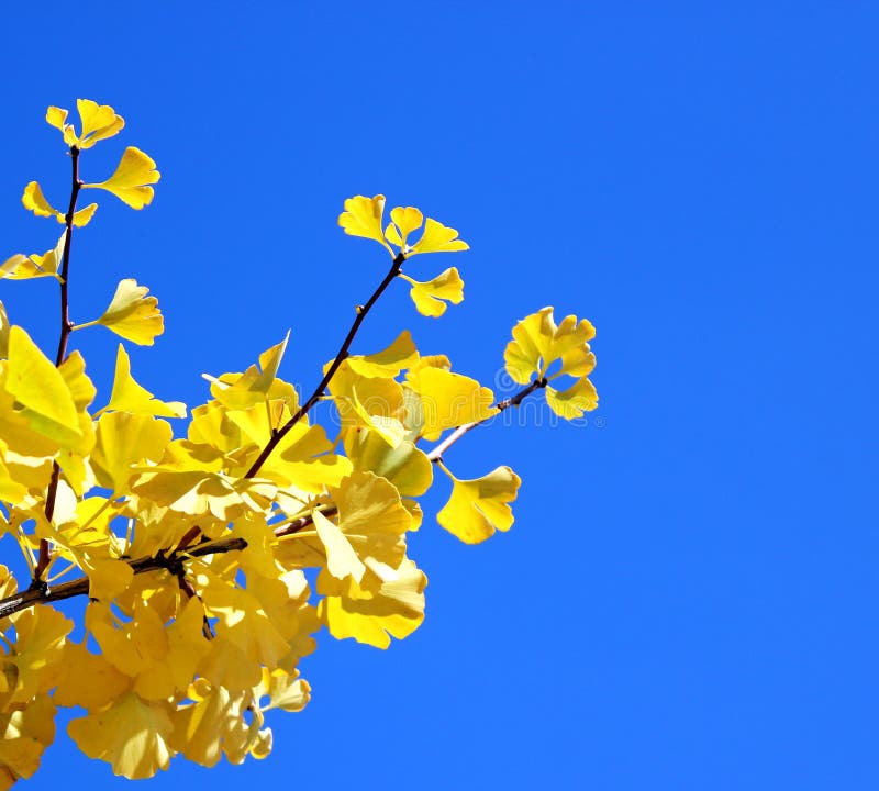 Fall Ginkgo Tree Golden Yellow Leaves on Blue Sky Background Stock ...