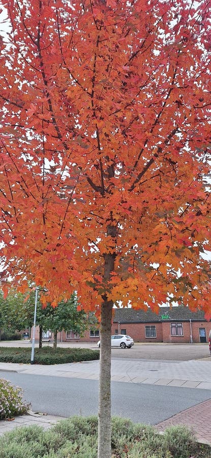 Fall Gives Trees Nice Colors Stock Photo - Image of shrub, fall: 353044968