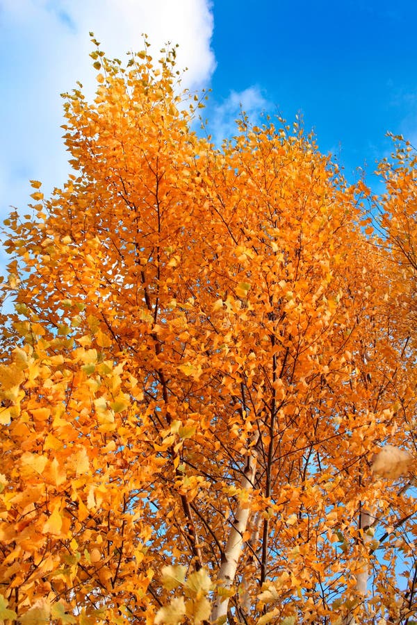 Fall - gold autumn leaves stock image. Image of october - 11610675