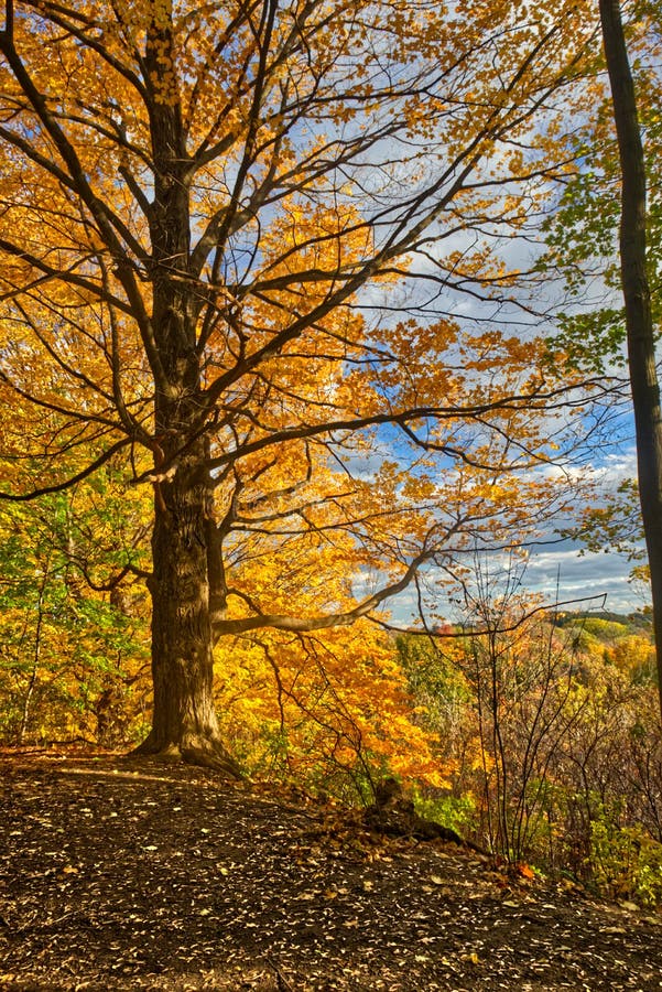 Fall Gold in Full Display - Fall in Central Ontario, Canada Stock Image ...